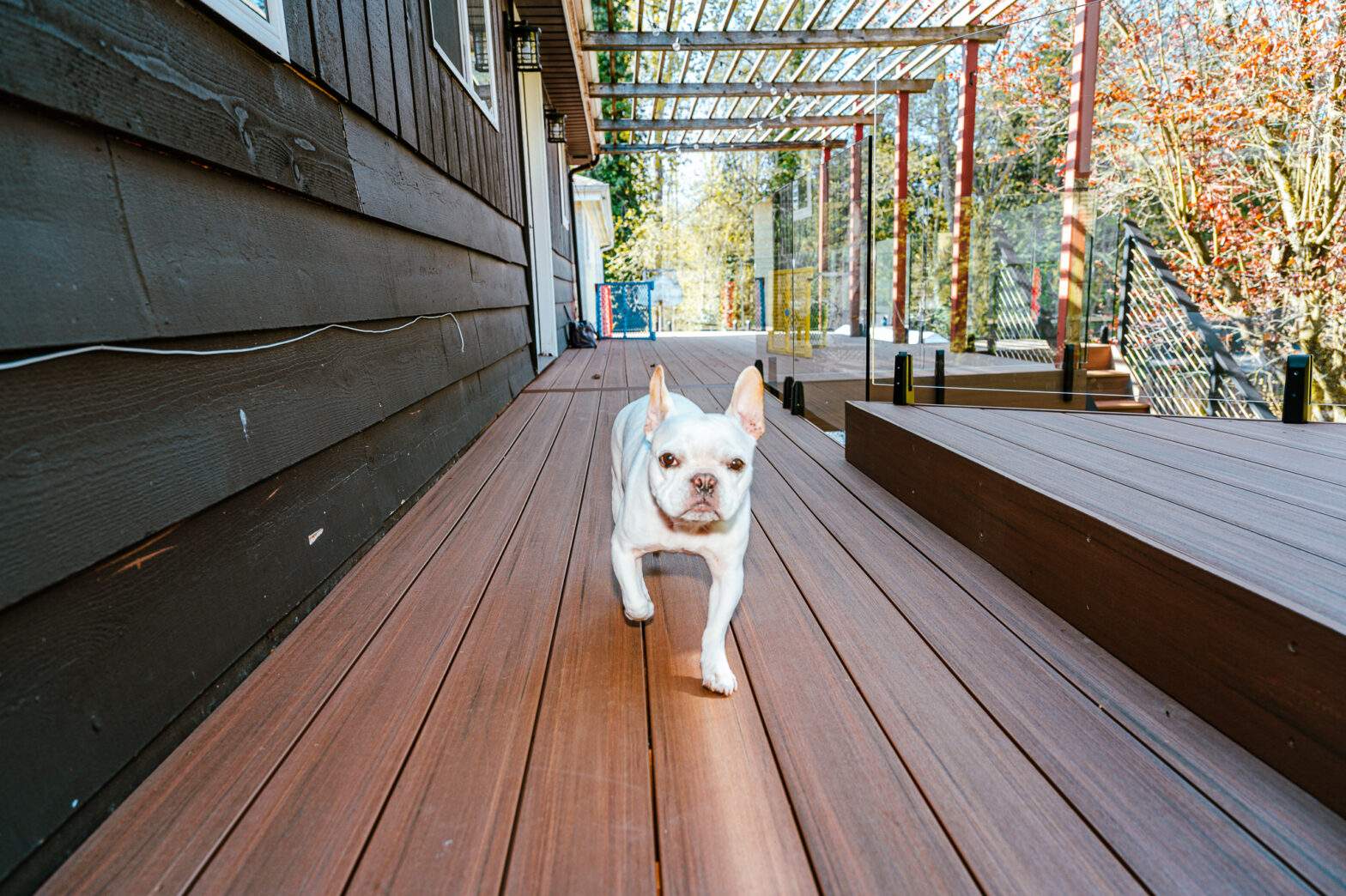 Pets on Decks: Consider Your Furry Friends' Needs